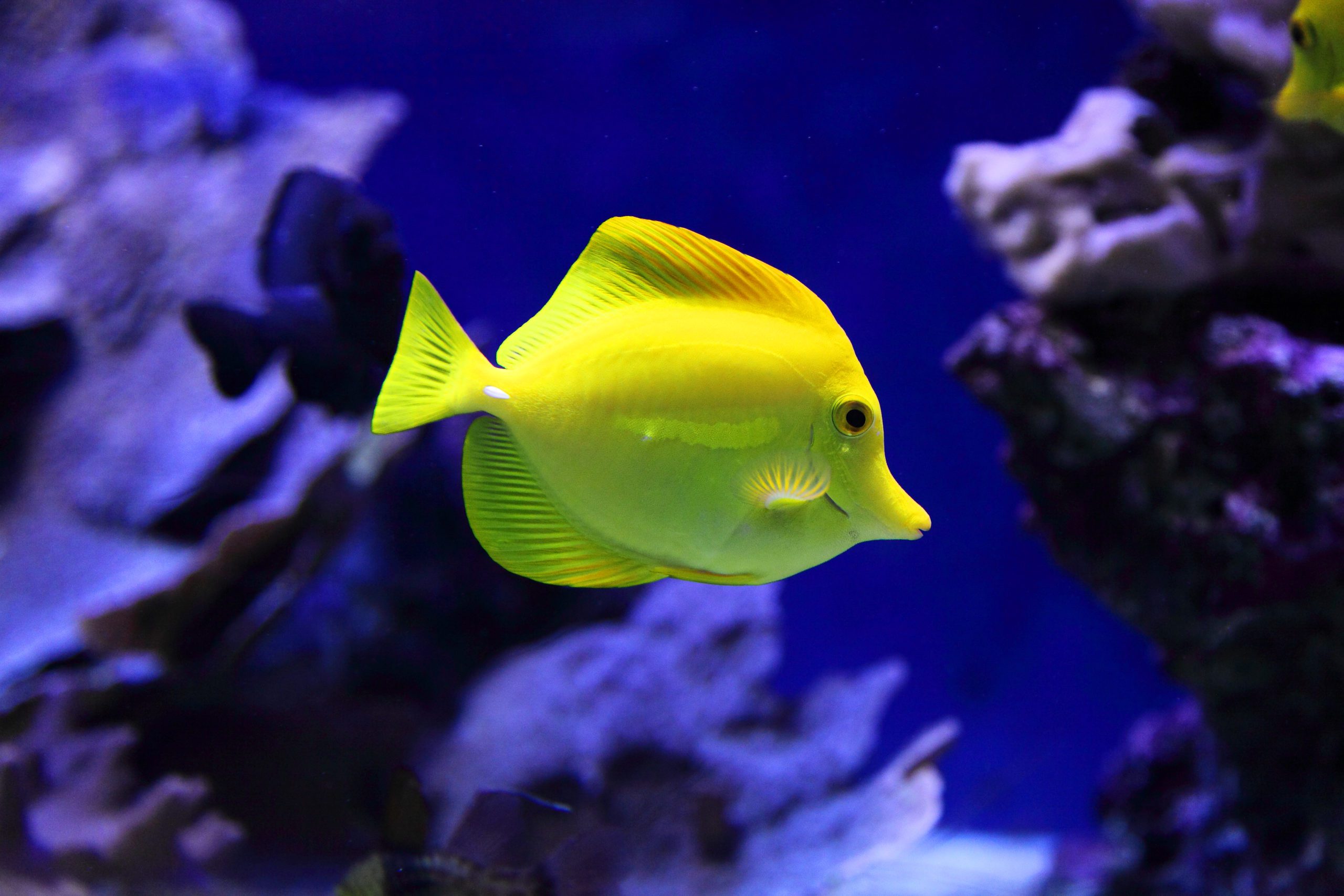 Oceanographic Museum of Monaco